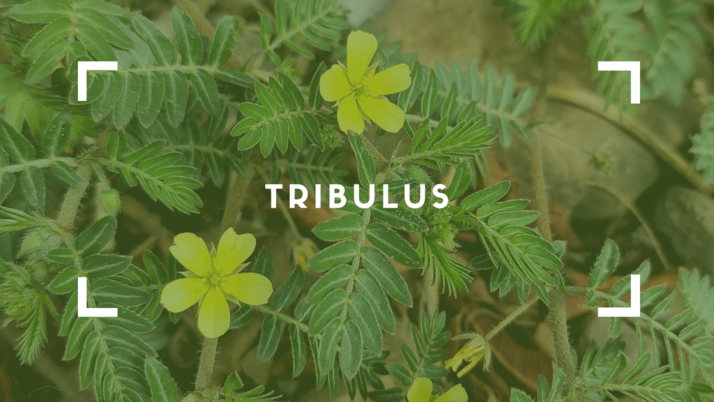 Tribulus Terrestris : Muskelaufbau & Testosteron